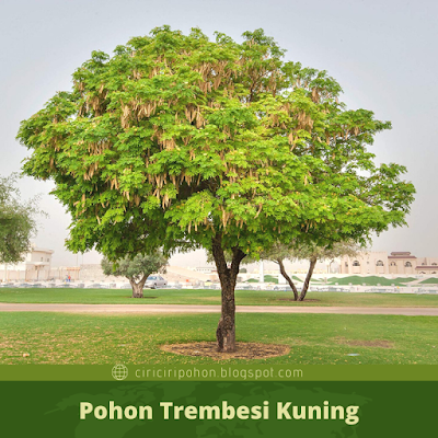 Ciri Ciri Pohon Trembesi Kuning (Albizia lebbeck) Di Alam Liar ...