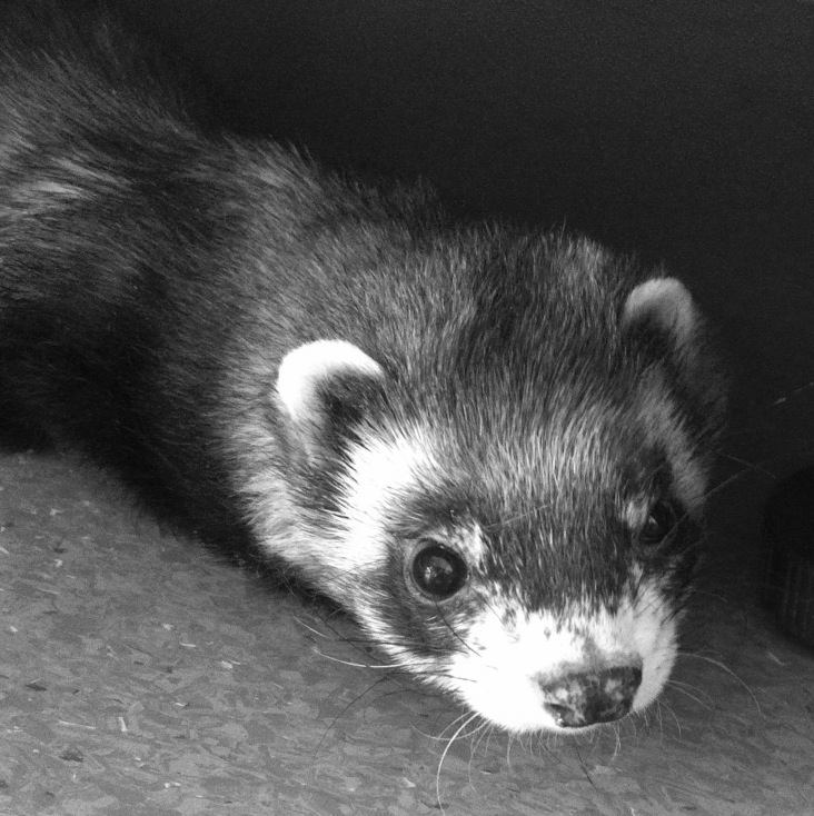 TGVET: Un furetto per amico...