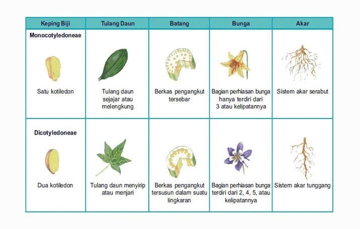 Ciri Ciri Struktur Klasifikasi Cara Hidup Dan Peran Fungi Atau Jamur