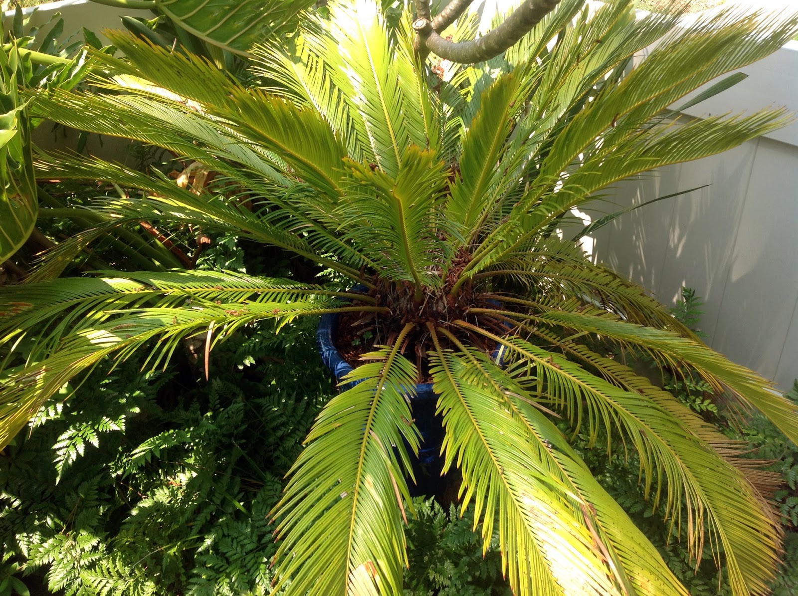 Brad s Tropical Helping A Sick looking Sago Palm Brad s Tropical Helping A Sick looking Sago Palm