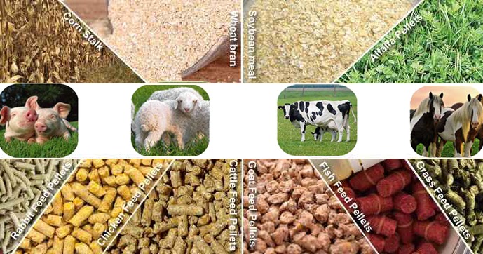 Tahapan penyusunan ransum pakan ternak - Akademia.web.id