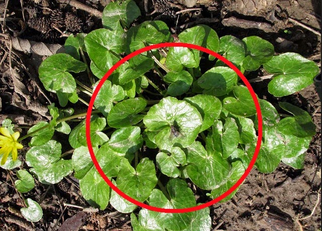 Rachel the Gardener: Lesser Celandine: how to remove it