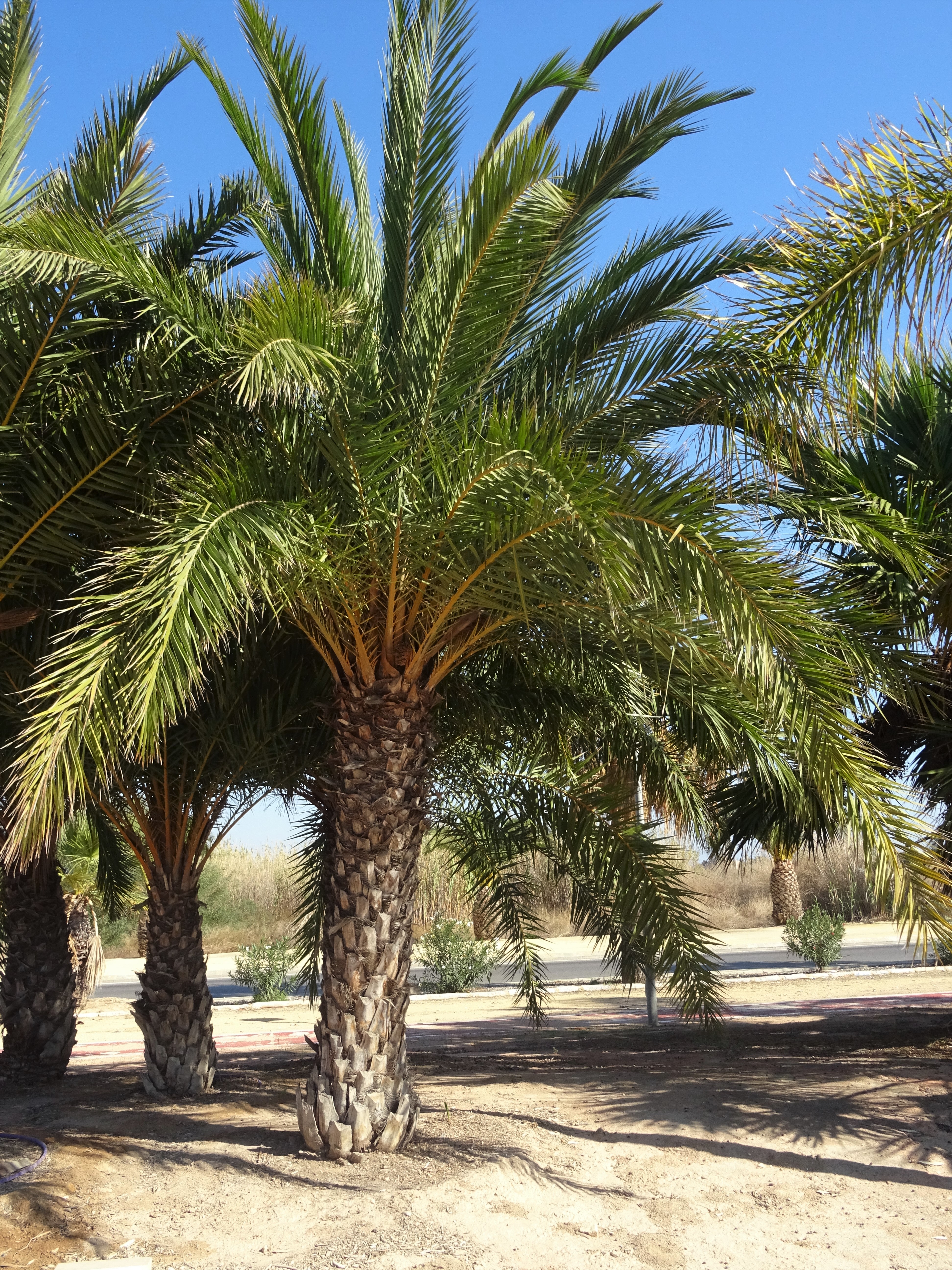 HERBARIO VIRTUAL DE BANYERES DE MARIOLA Y ALICANTE: Phoenix sylvestris ...