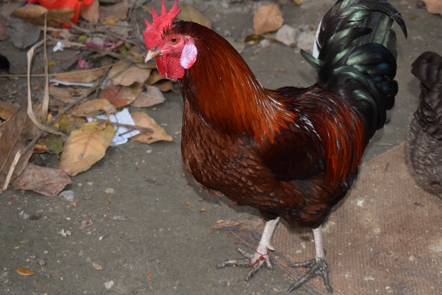 An amazing rooster 3 images