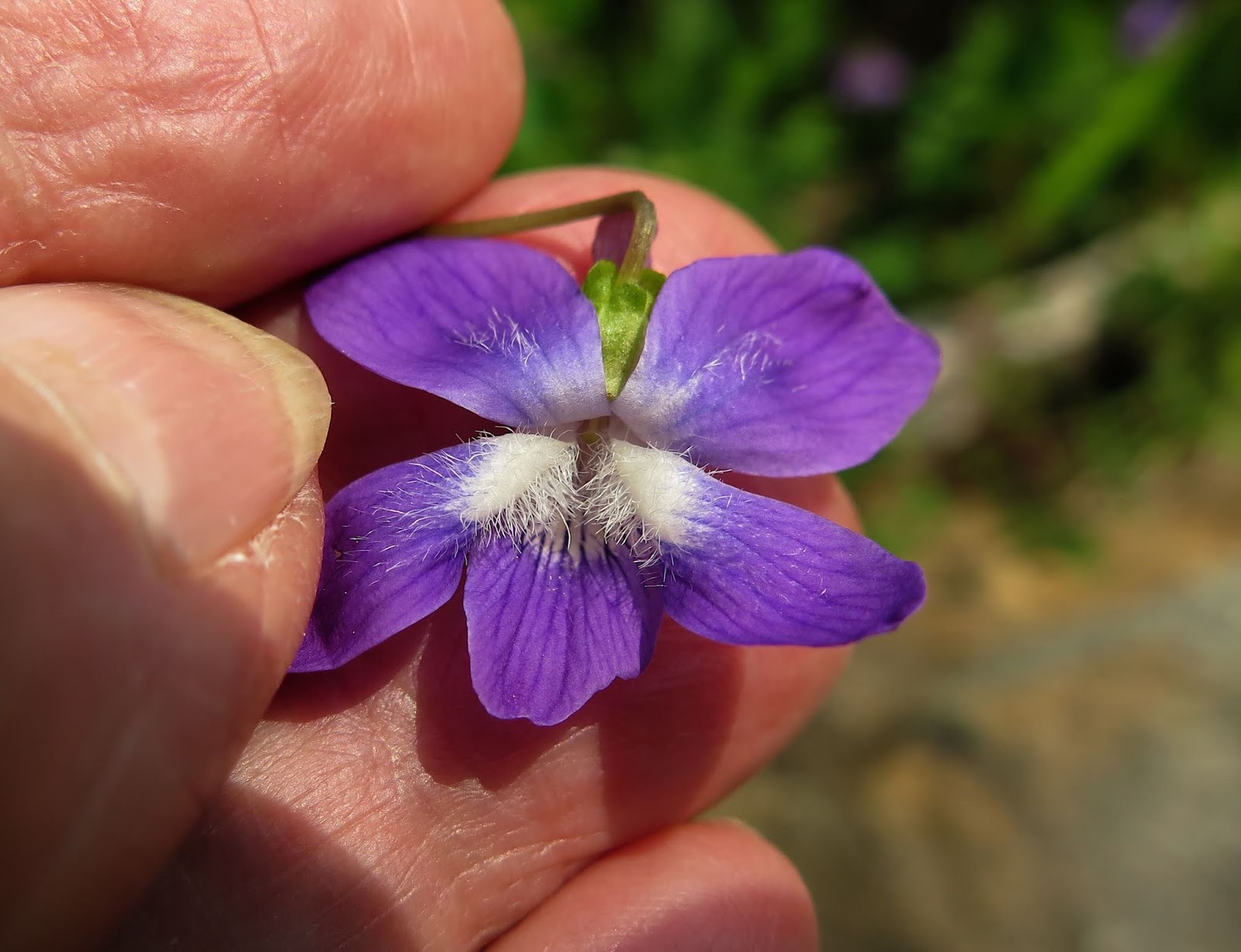 Saratoga woods and waterways: A Violet Hunt Along the Hudson