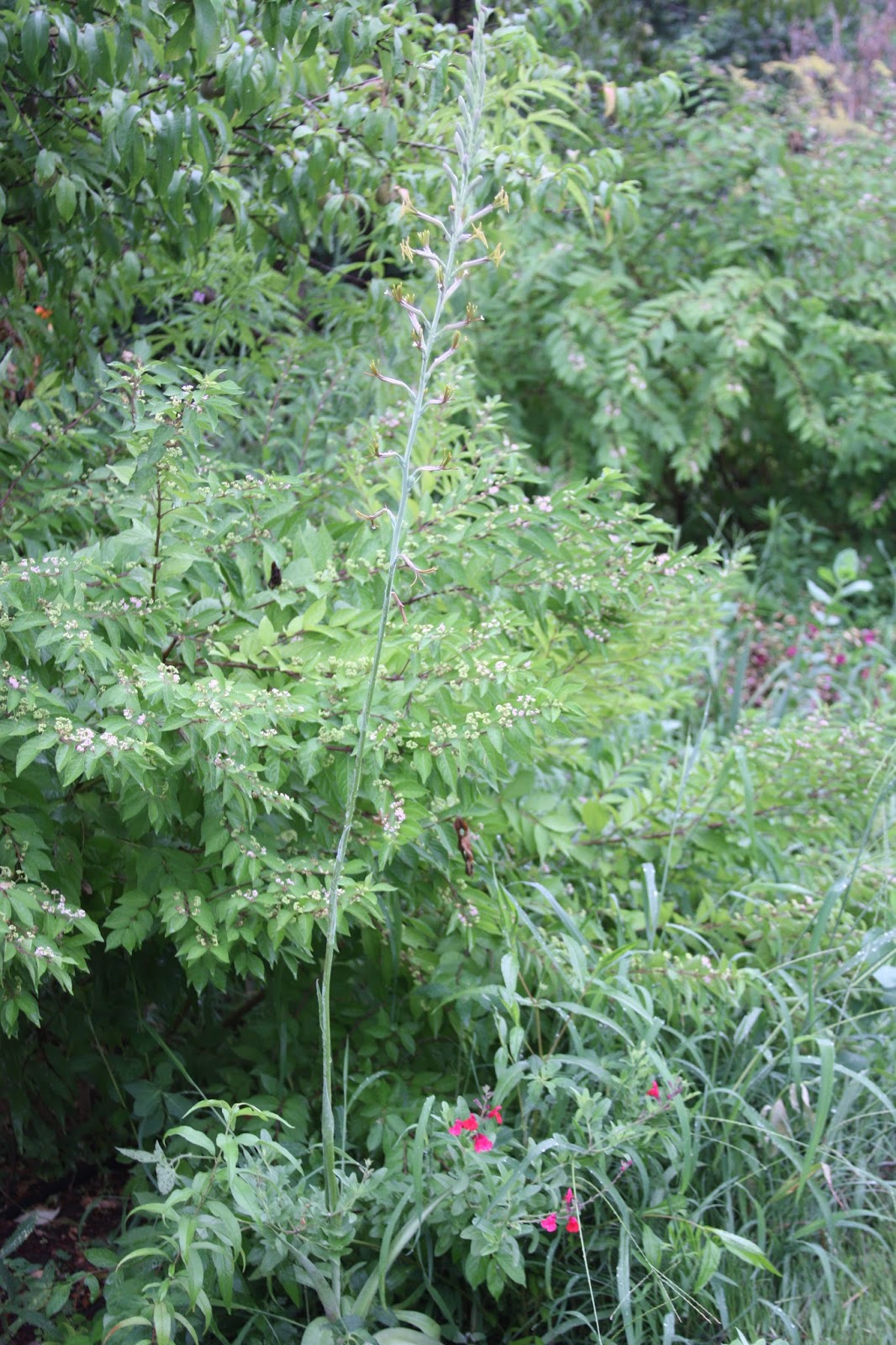 Manfreda virginica is False Aloe or Rattlesnake Master and Agave virginica