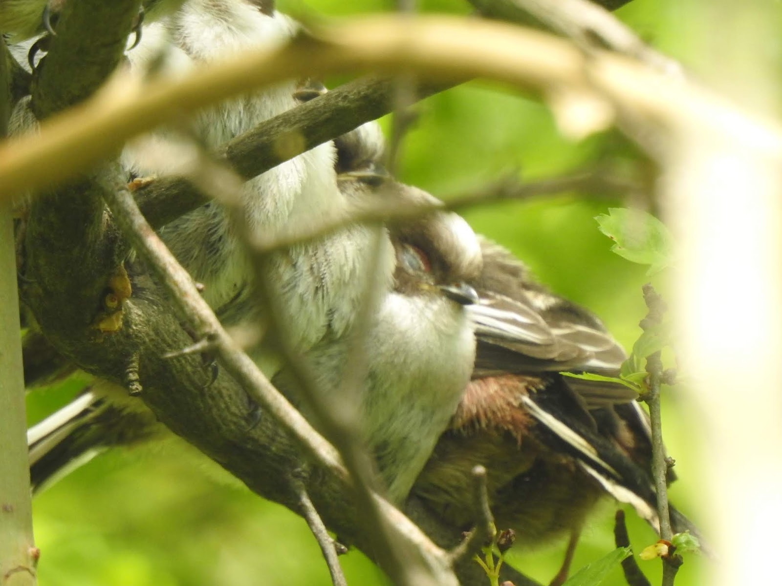PASARI DIN ROMANIA: PITIGOI CODAT, Pui si juvenili (2), Aegithalos caudatus