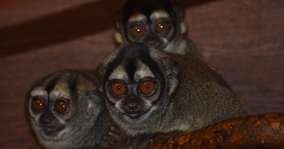ZOOTOGRAFIANDO (6.100 ANIMALS): MONO DE NOCHE DE SPIX / SPIX´S NIGHT ...