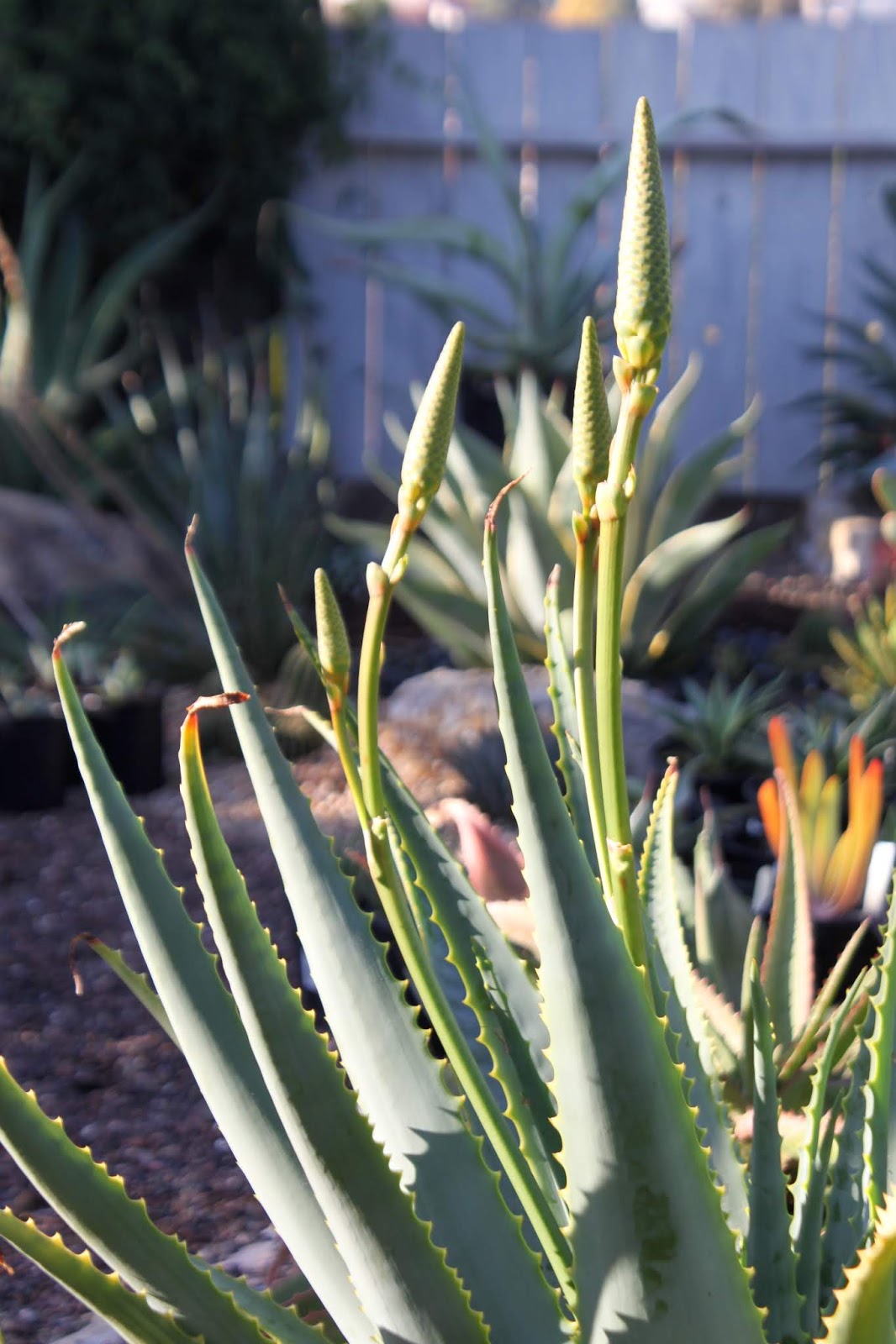 Emerging Fall Aloe Inflorescences