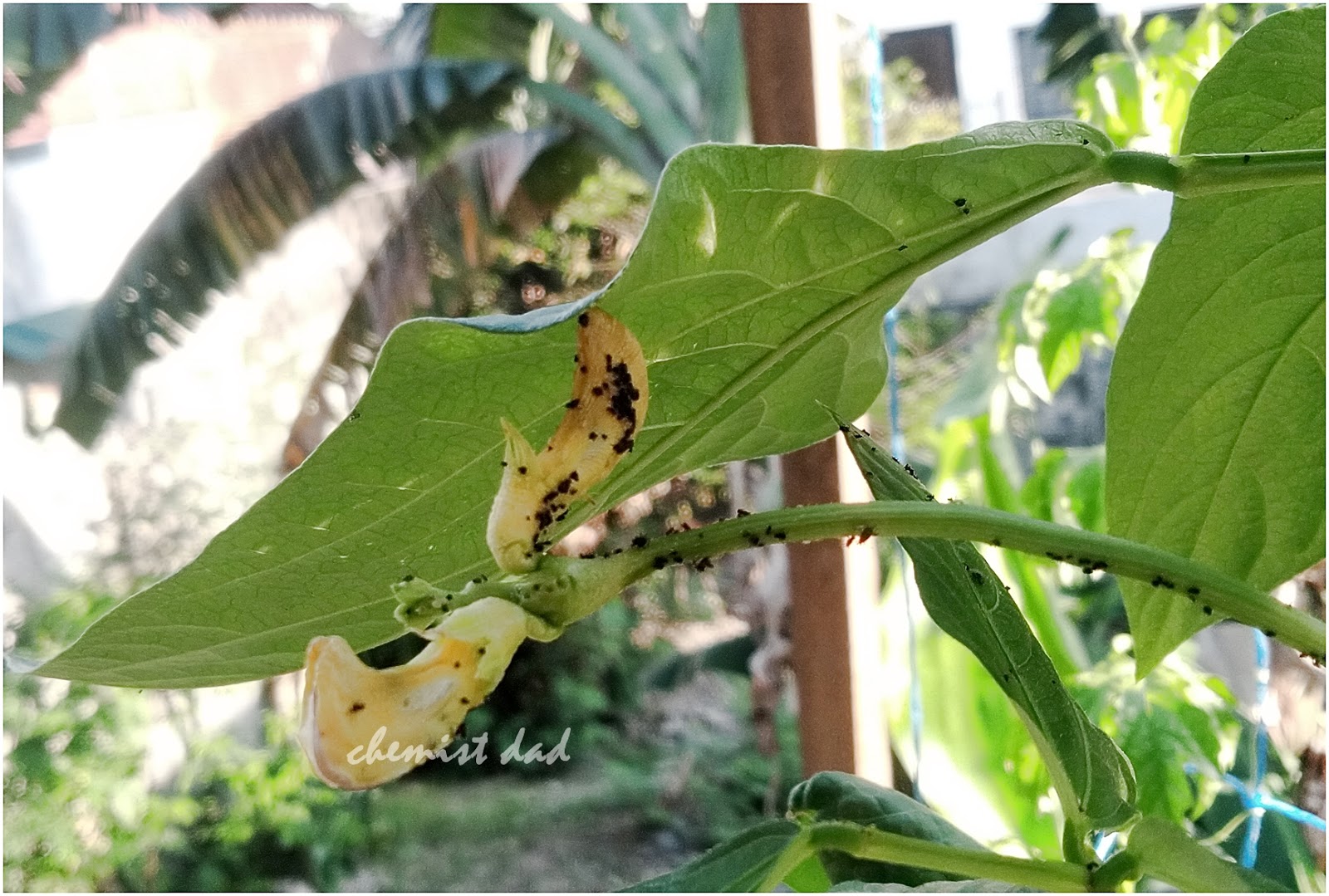 Urban Gardening: How To Grow Sitaw In Pots
