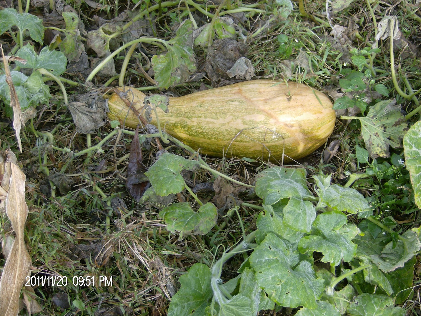 A HORTA DO JOÃO: Aboboras e mogangos