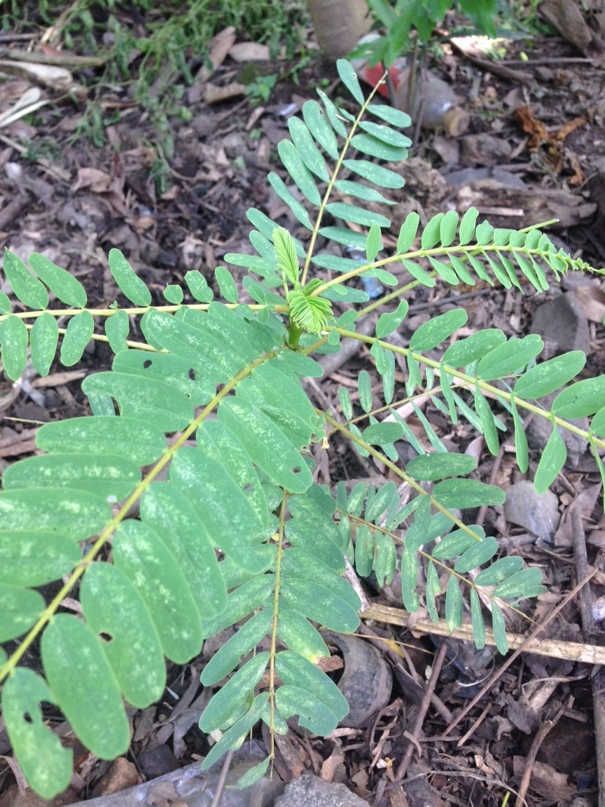 Manfaat Pohon Turi_Sesbania Grandiflora ~ Cintapohonku