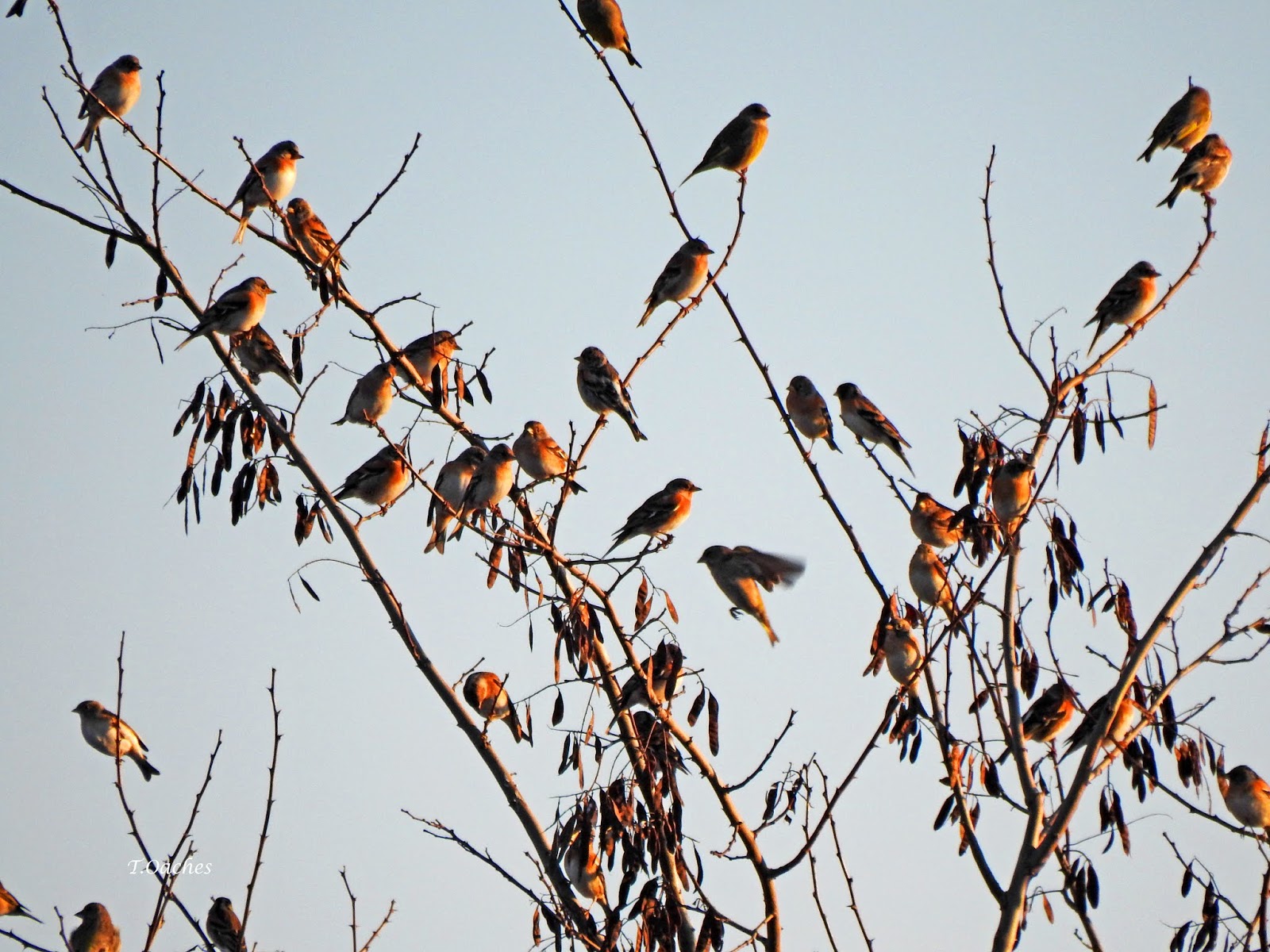 PASARI DIN ROMANIA: CINTEZA DE IARNA, Fringilla montifringilla