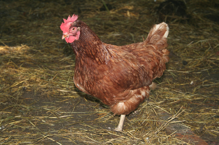 the natural chicken: Crossing commercial hens with heritage breed roosters