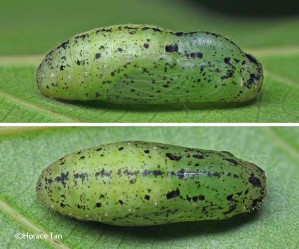 Butterflies of Singapore: Life History of the Gram Blue
