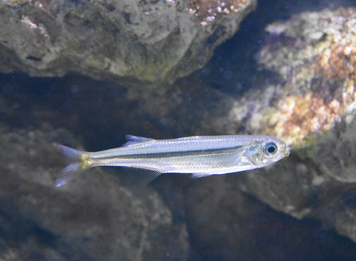 ZOOTOGRAFIANDO (6.100 ANIMALS): EPERLANO EUROPEO / EUROPEAN SMELT ...