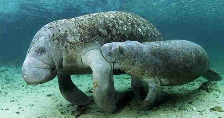 Apa sih Sapi Laut itu, dan Apa Makanan Mereka? | Belajar Sampai Mati