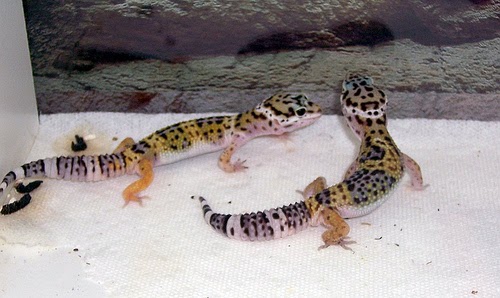 Facts on Leopard Gecko Reproduction | Our Pets, We Love 'Em