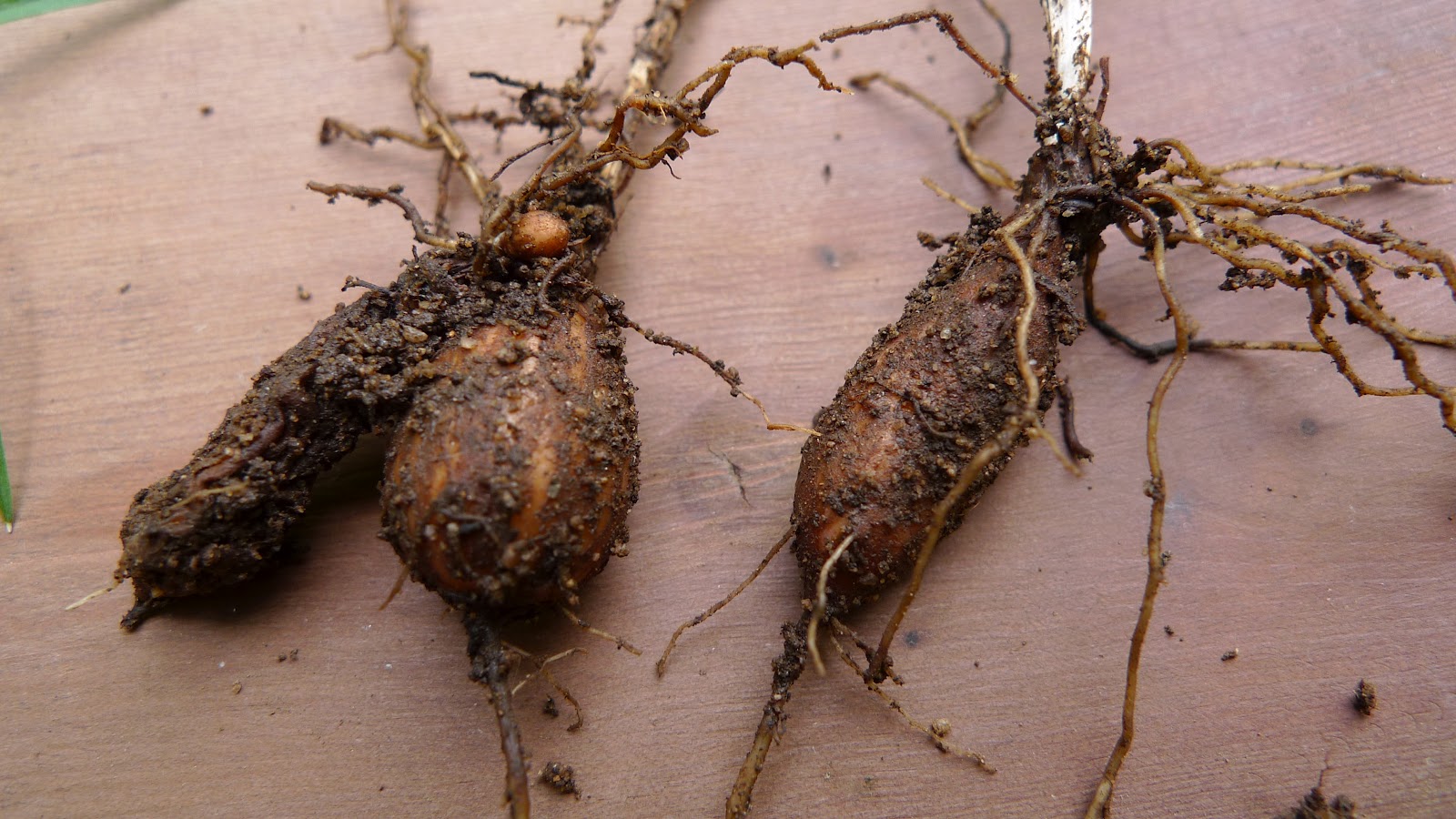 Wild Harvests: You want-a Yampa: an esoteric edible