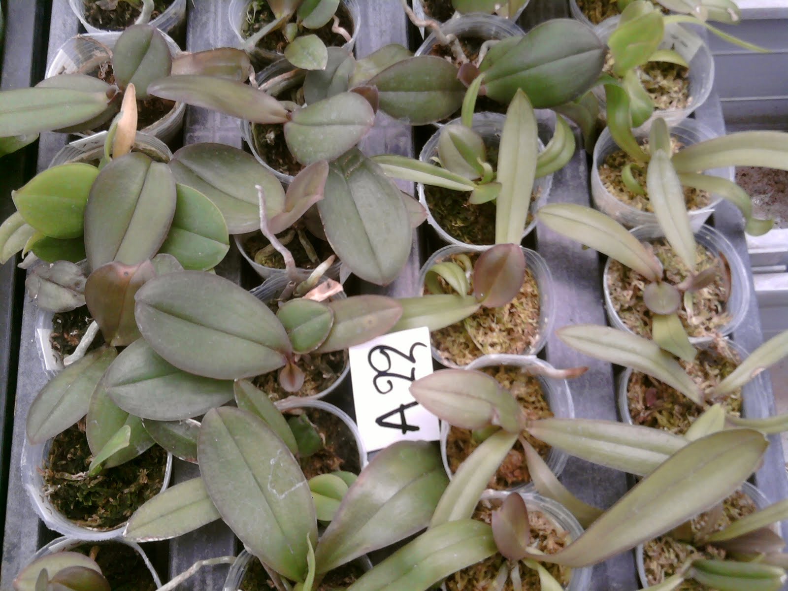 TISSUE CULTURE AND ORCHIDOLOGI: TEKNIK HIBRIDISASI ANGGREK