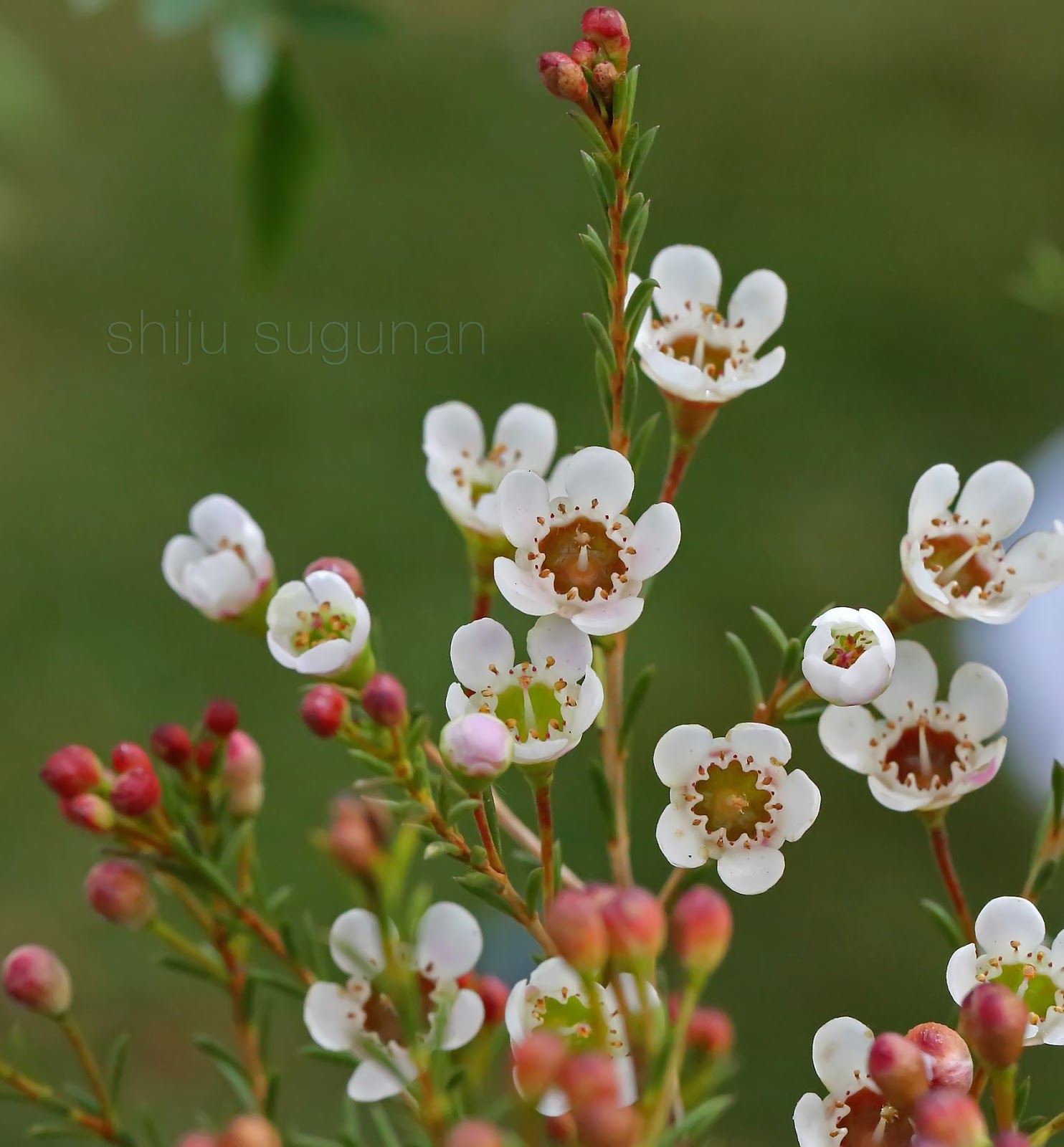 Cranium Bolts: Lalbagh flower show 2020