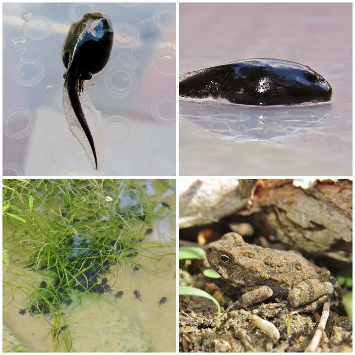 Tadpole Identification