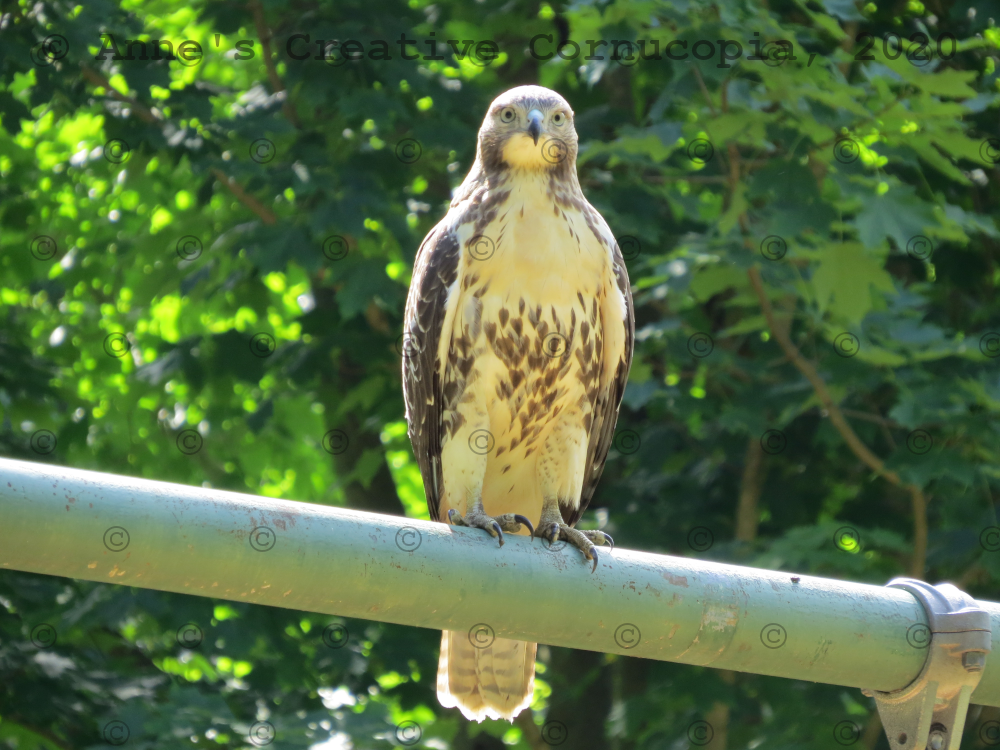 Anne's Creative Cornucopia: "T Stands For Teddy And Live Deliciously ...