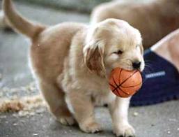 ΓΥΝΑΙΚΟΠΑΓΙΔΑ: ΓΚΟΛΝΤΕΝ ΡΙΤΡΙΒΕΡ (GOLDEN RETRIEVER)