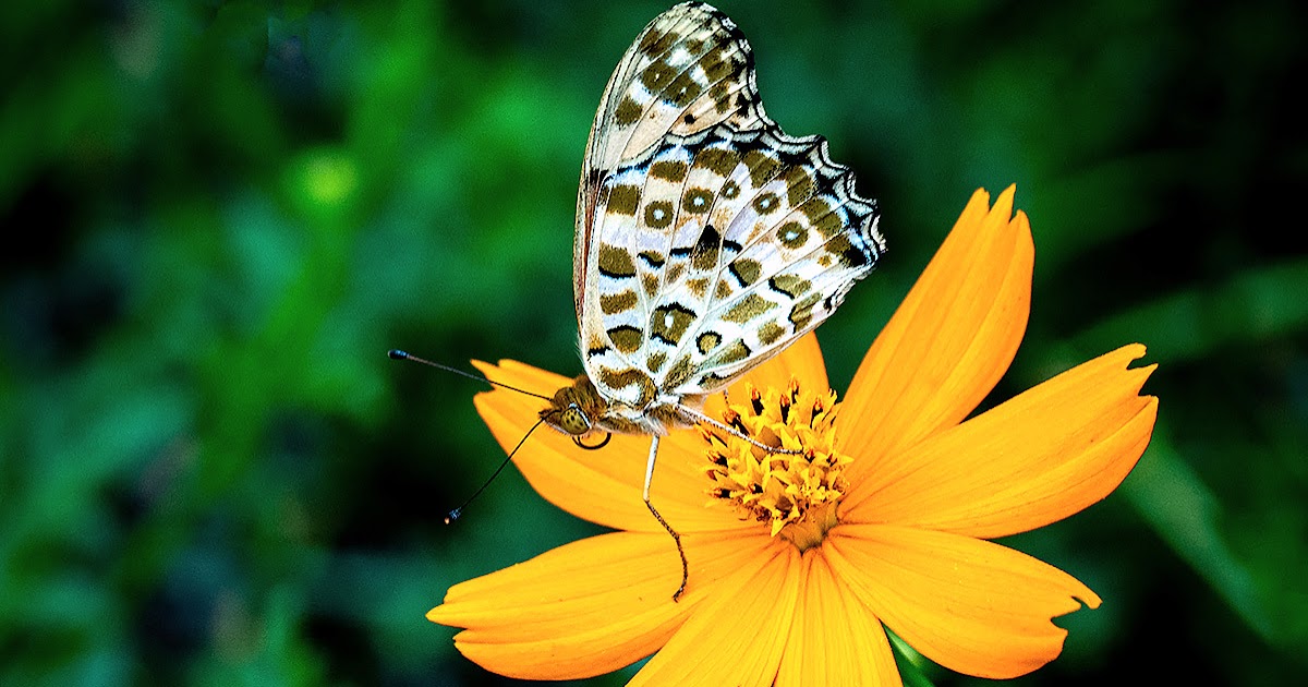 FROM THE GARDEN OF ZEN: Satokimadarahikage (Neope goschkevitschii ...