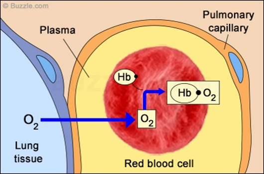 Gaseous Exchange In Human
