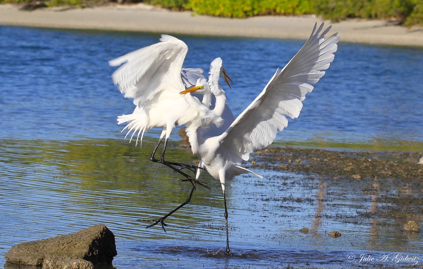 Birding Is Fun!: Flurry of Feathers