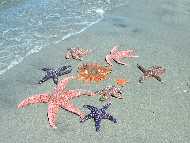 Namibia Reservations: 10 Facts About Starfish