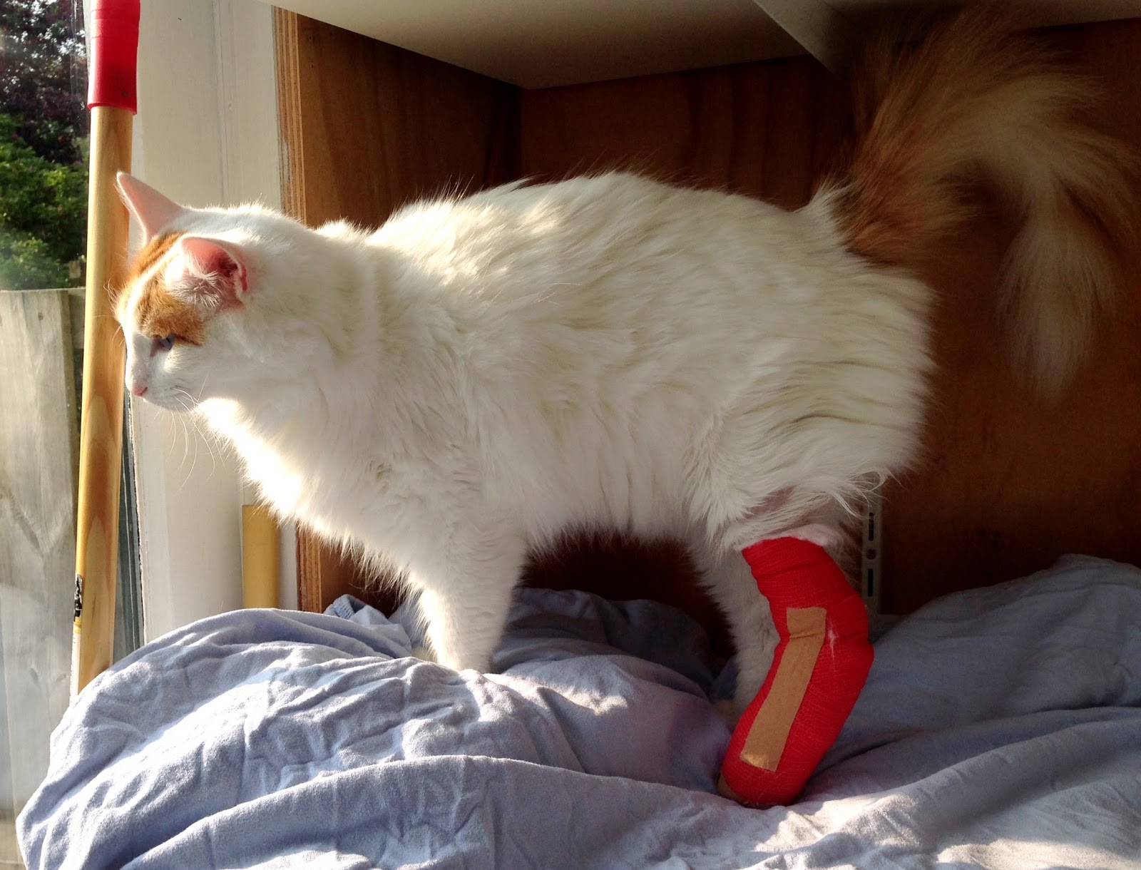 MadebYvon: Kat met een gebroken poot