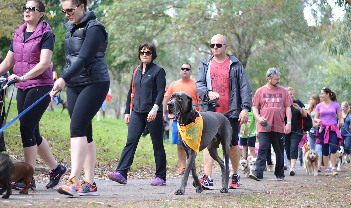 RSPCA Million Paws Walk 2017 - May 21 | Australian Dog Lover