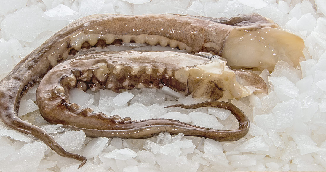 AL FUM DE LA XIMENERA : REJO DE POTA O POTÓN