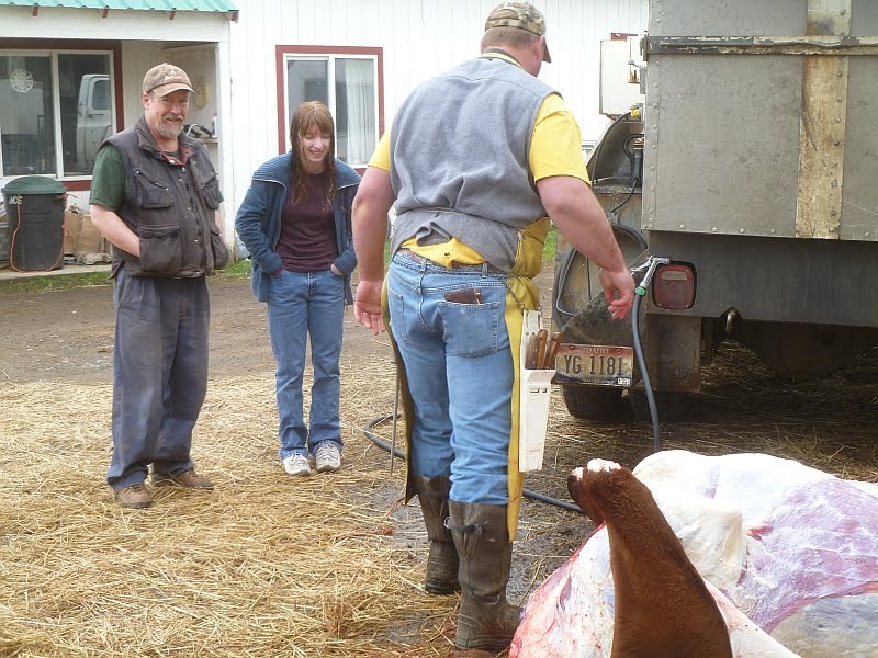 Rural Revolution: Butchering our bull