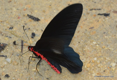 The Forested Path (and Beyond): BUTTERFLIES of RAUB: The Common Batwing ...