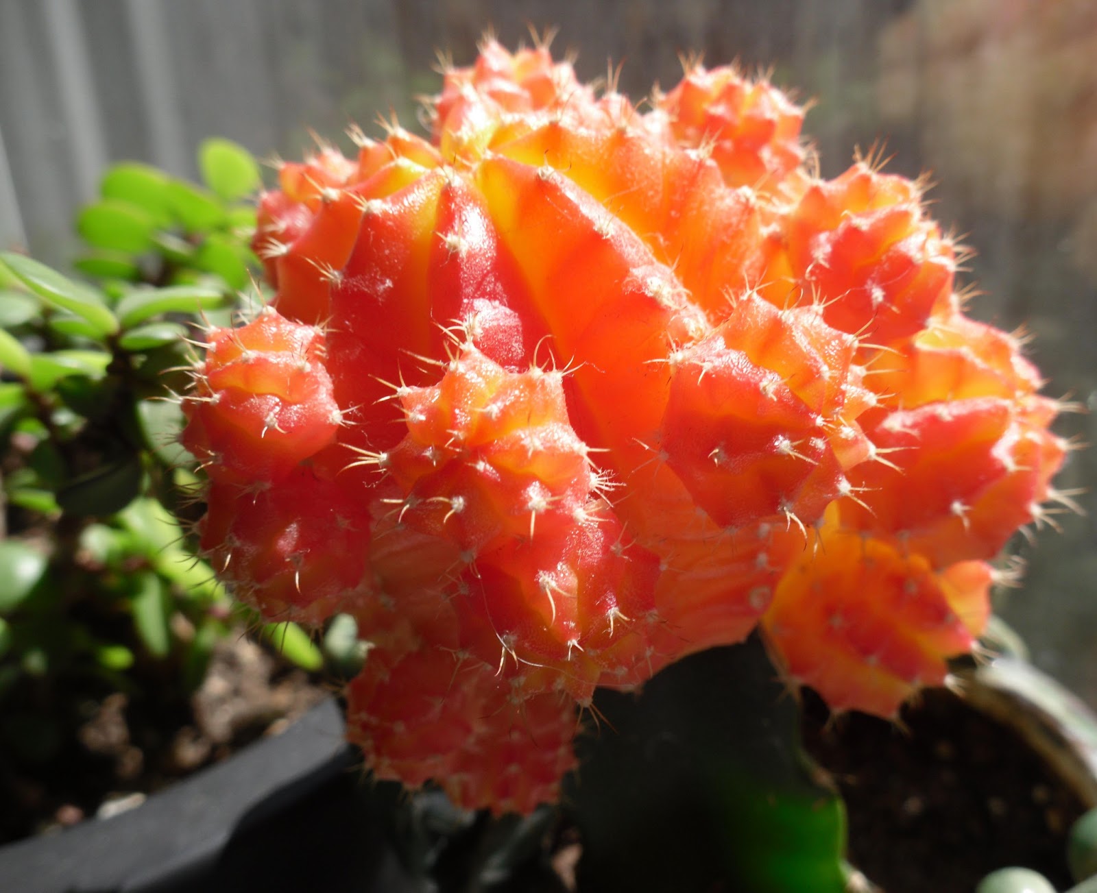 Life is Good!: Orange Cactus Plant. 10 years old. Waiting for it to ...