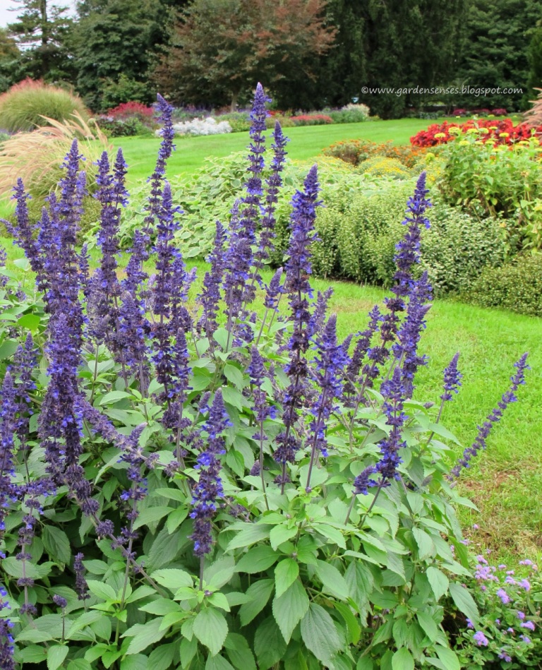 Garden Sense: Stunning Salvias at Hershey Gardens