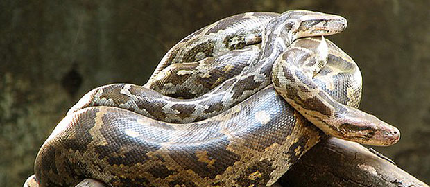 Save Wild Save You: Indian Python