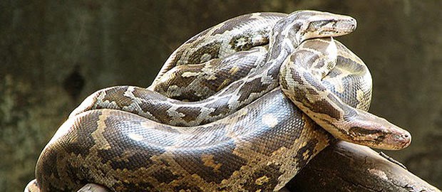 Save Wild Save You: Indian Python