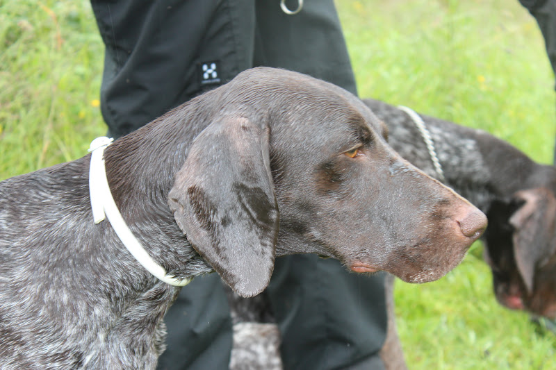 ForsWards Hund & Jakt: Träningshelg hos Anders Landin