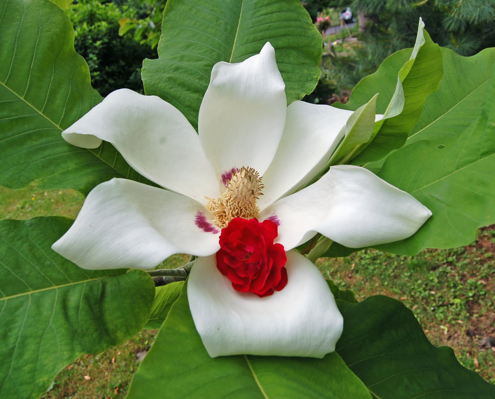 garden fool: MAGNOLIA ASHEI & OTHER WHITE BLOOMS