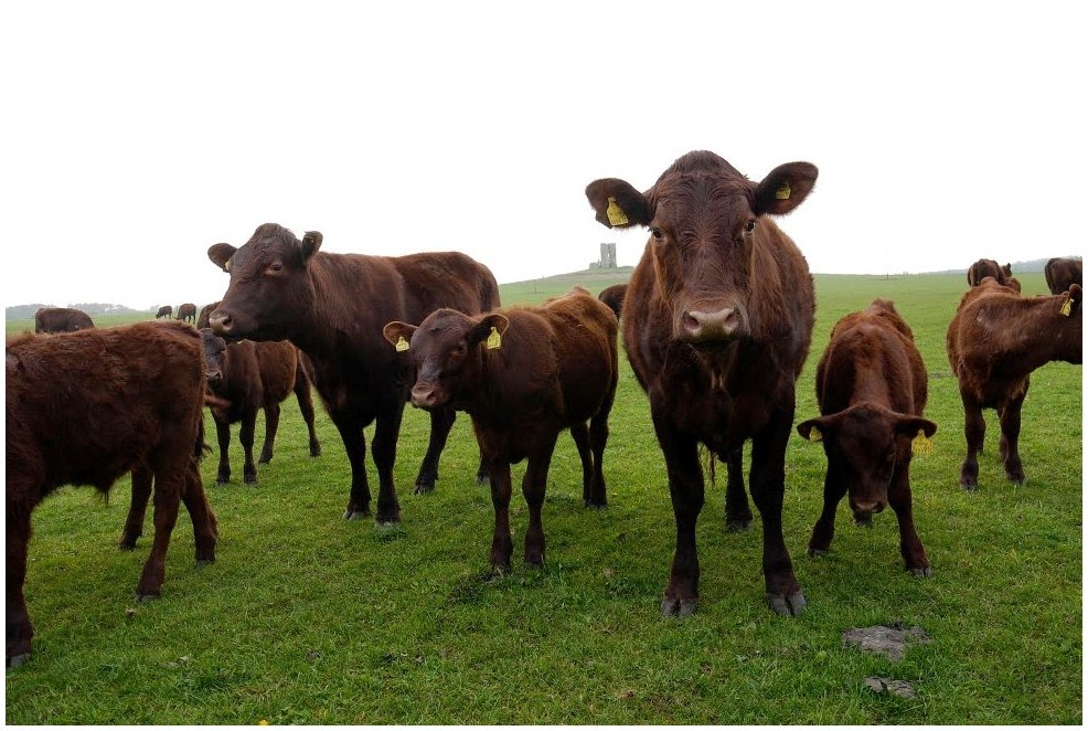 Generalidades de la Ganadería Bovina.: Red Poll