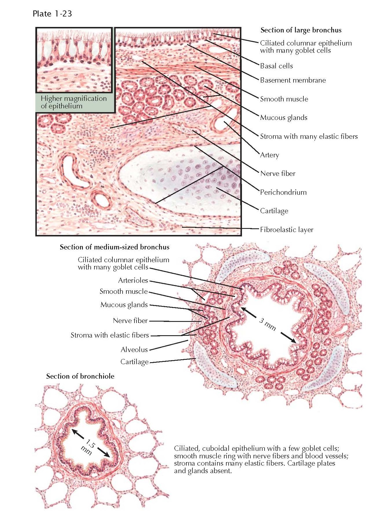STRUCTURE OF BRONCHI AND BRONCHIOLES LIGHT MICROSCOPY - pediagenosis