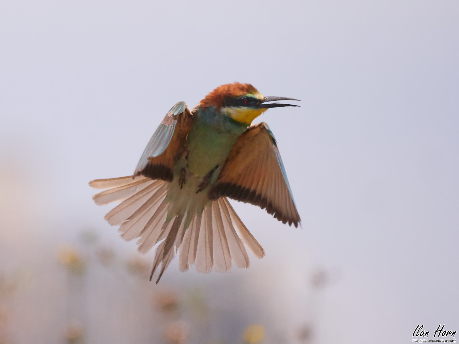 "European Bee-Eater in Flight" appeared in Dodho Magazine!