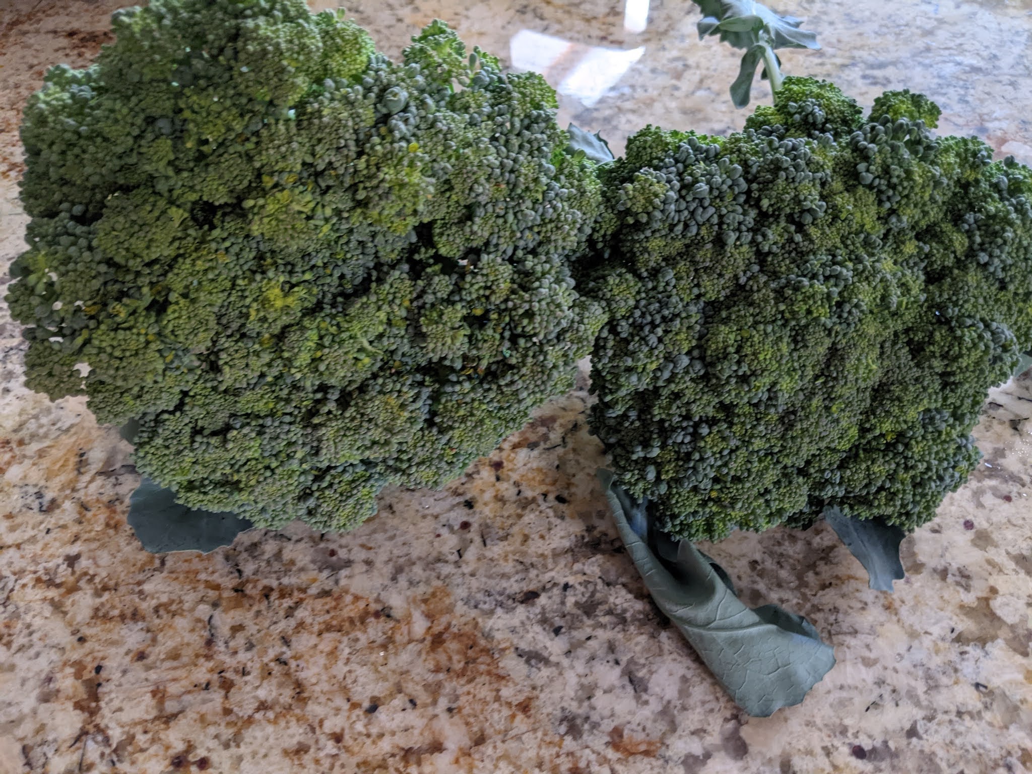 Eight Gate Farm - New Hampshire: Harvest Monday - 5 July 2021