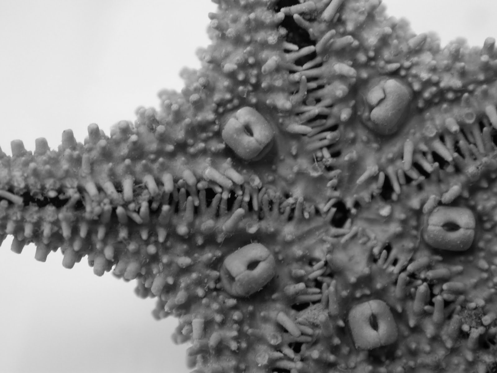 Pedicellariae Sea Star