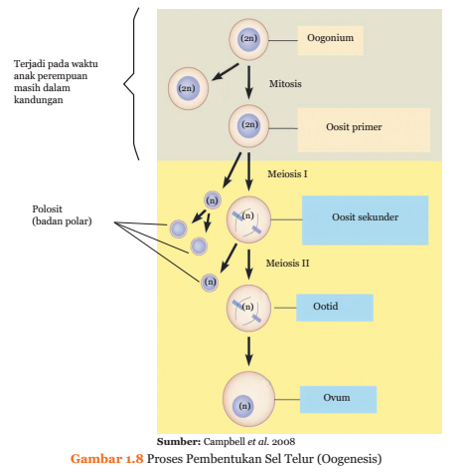 Pembelahan Meiosis