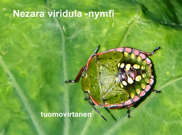 tuomovirtanen: Suomen luteet-Heteroptera-Bugs of Finland